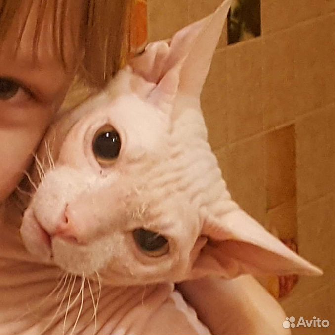 Канадский сфинкс кот бесплатно