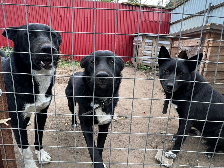 Собака в добрые руки