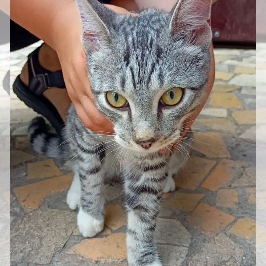 Котёнок в добрые руки