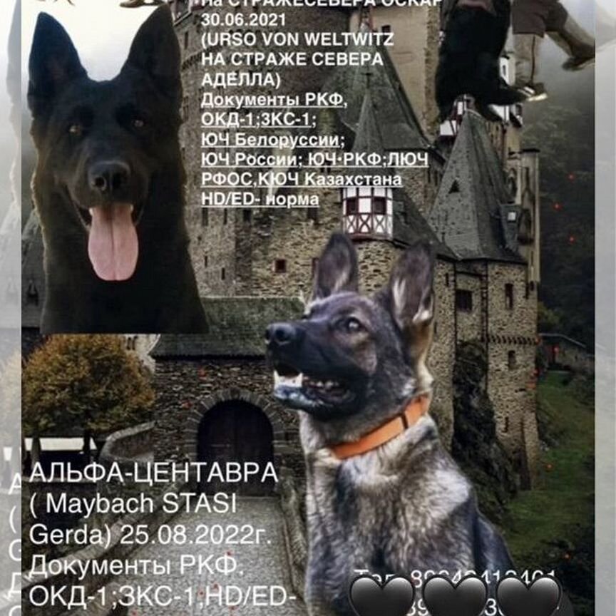 Щенки немецкой овчарки с документами