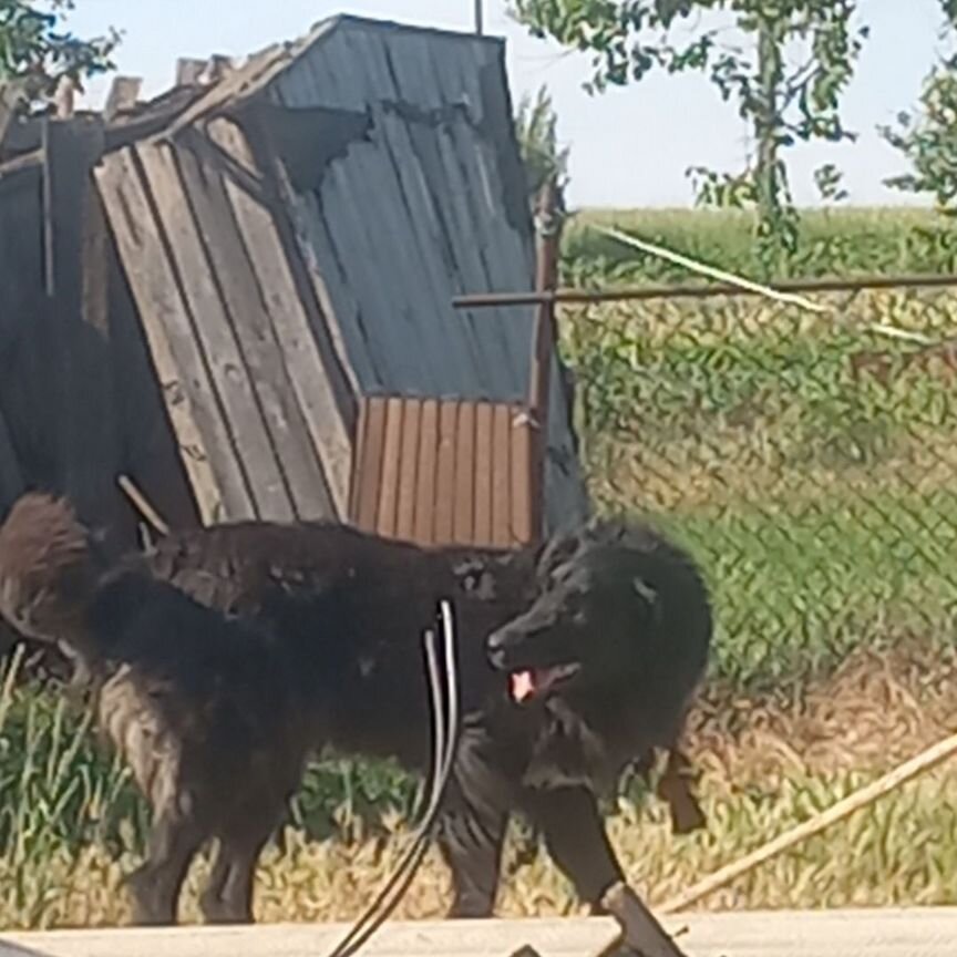 Собака Дуняша собакам нечего есть
