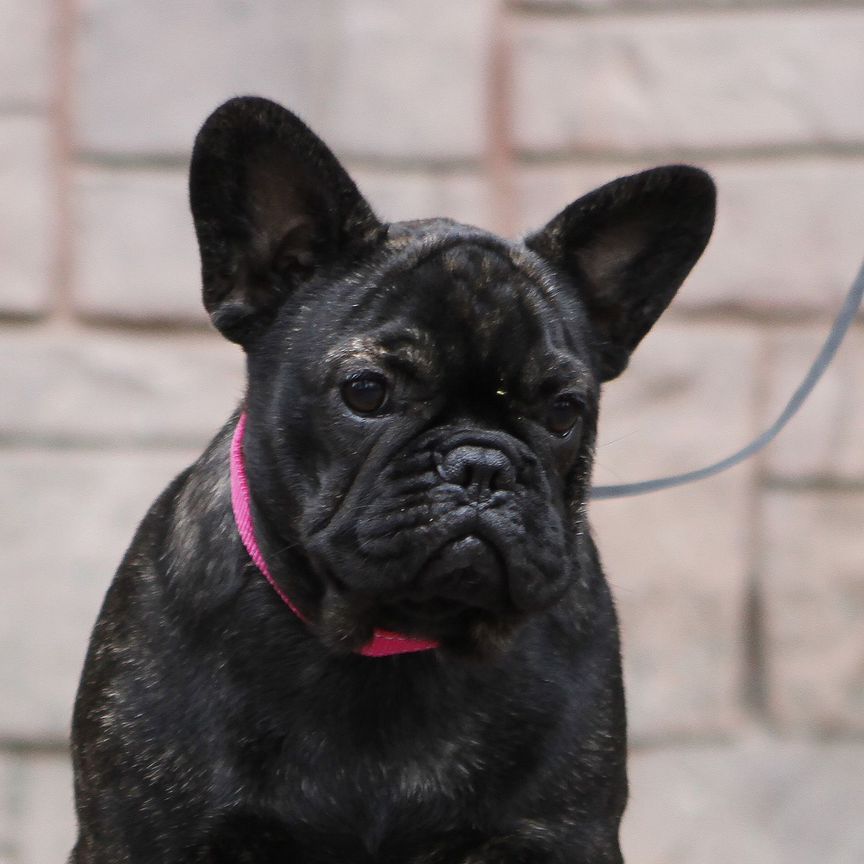 Французский бульдог