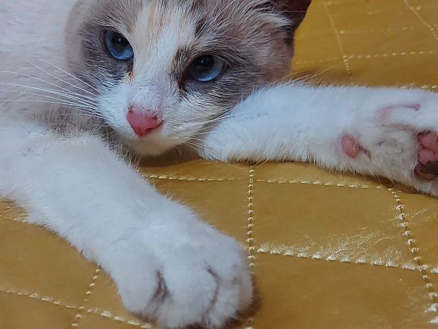 Кошка в дар бесплатно