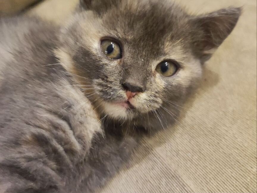 Котята в добрые руки бесплатно