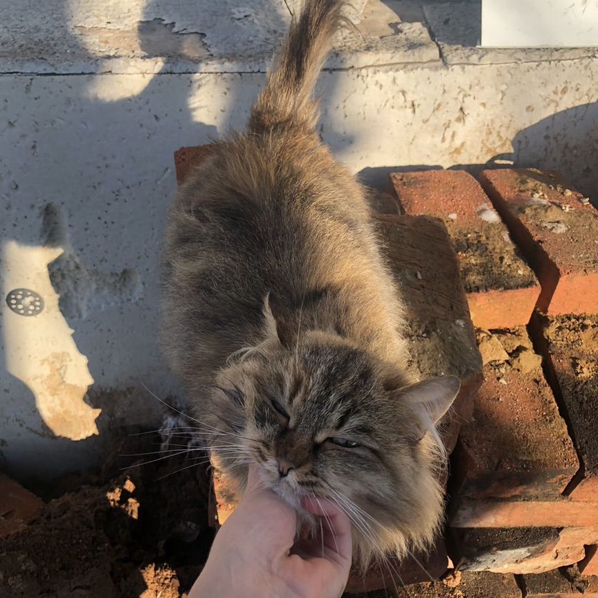 Кошка ищет теплый дом