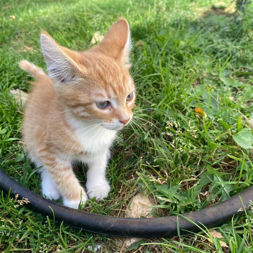 Отдадим котенка, Мама - мейн-кун