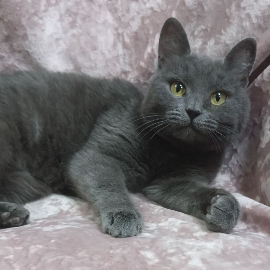 Взрослая, Девочка кошка в добрые руки