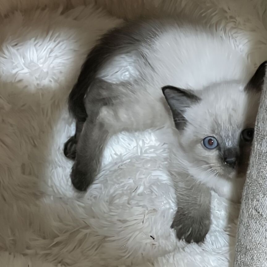 Тайский котёнок