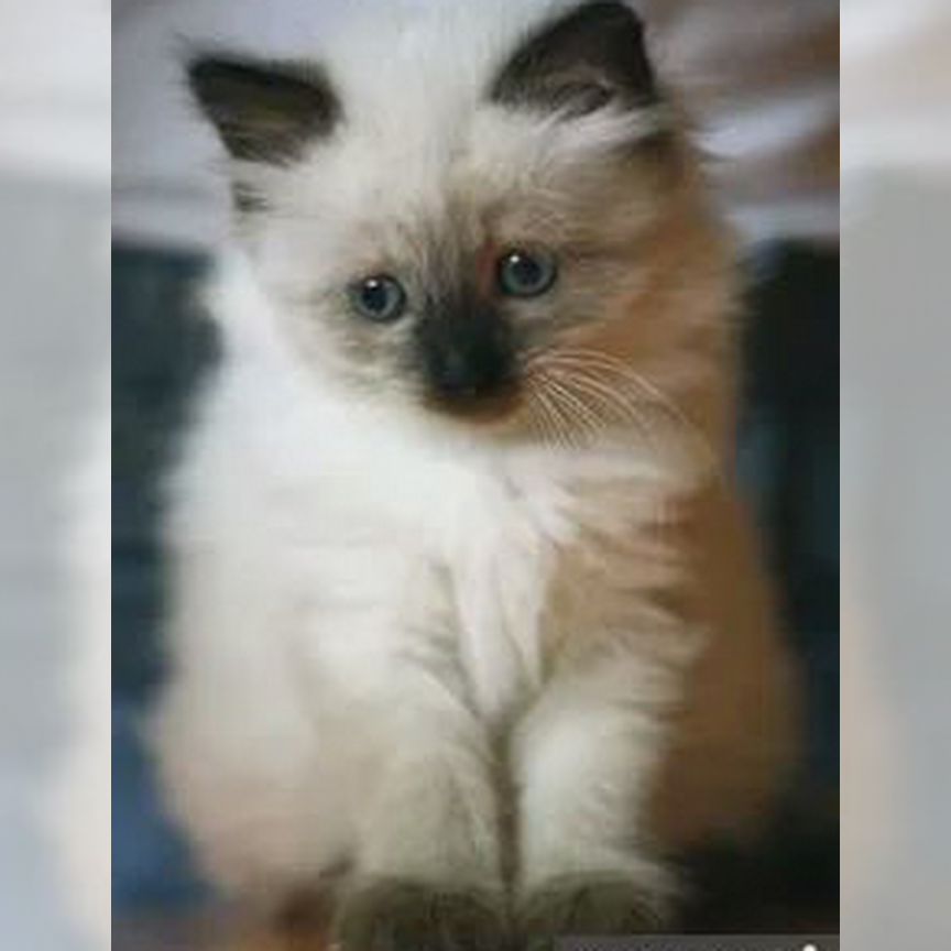 Балинезийский котёнок