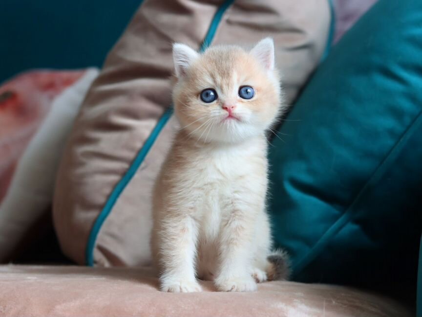 Ксэм - ищет семью