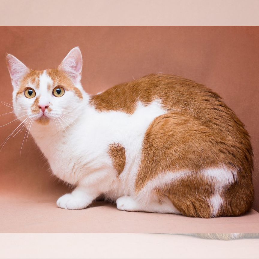 Взрослая, кошка в добрые руки