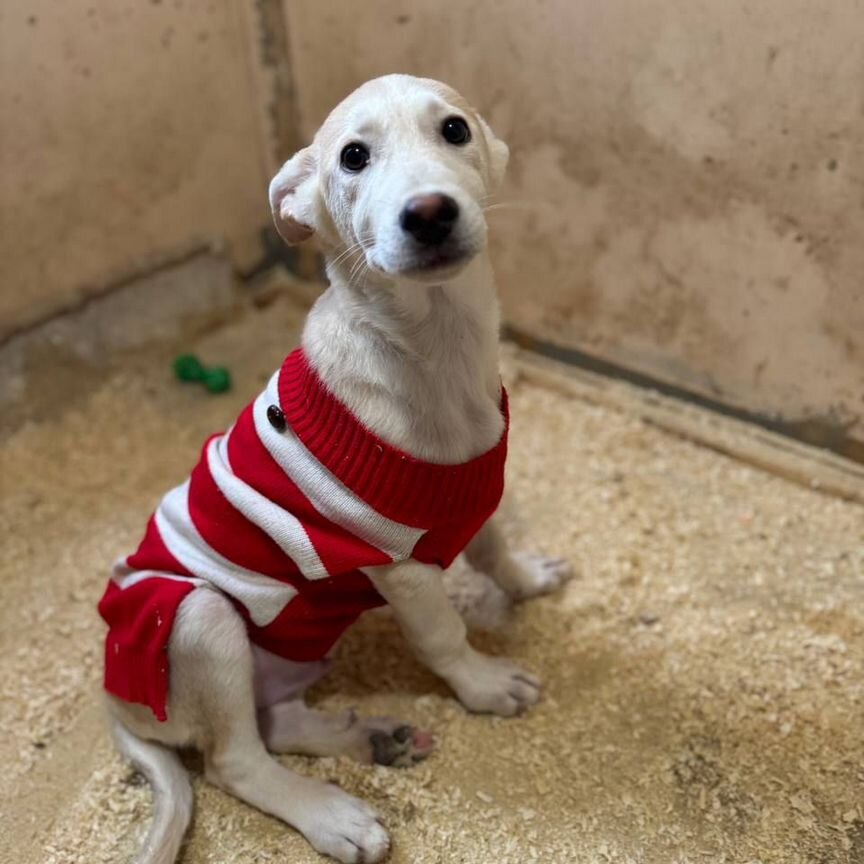 Щенок ищет дом