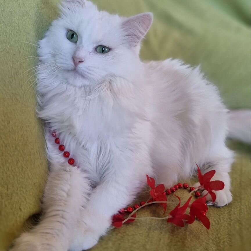 Кошка Зефирка кошка снежок