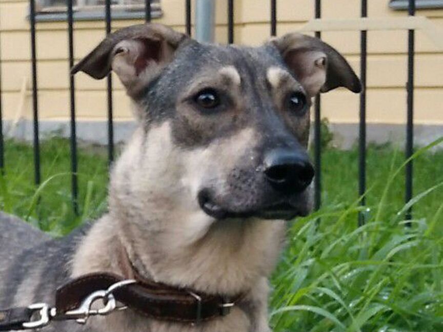 Ники-тихоня: собака из приюта