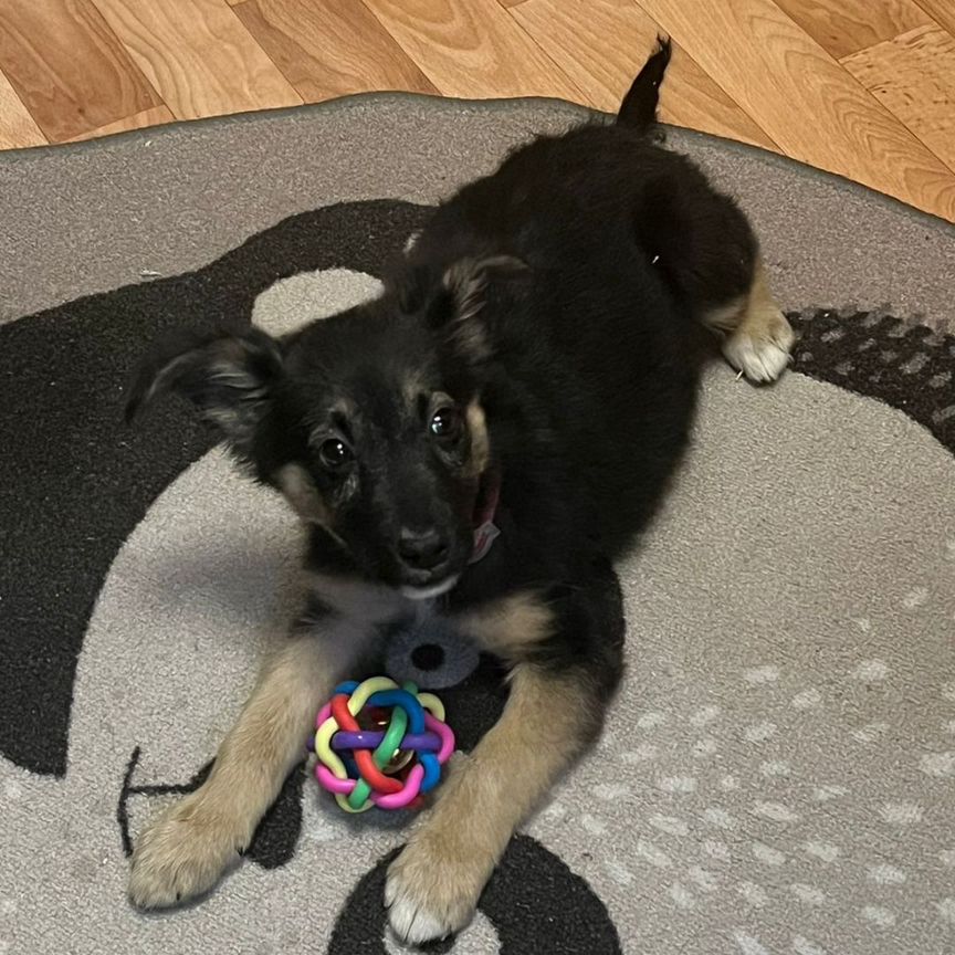 Собака в добрые руки