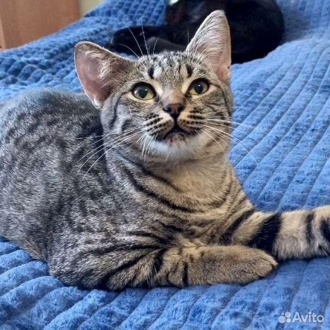 Котенок подросток (из приюта)