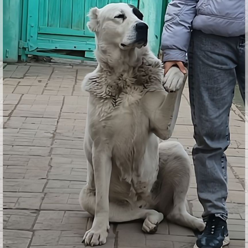 Среднеазиатская овчарка, взрослая собака