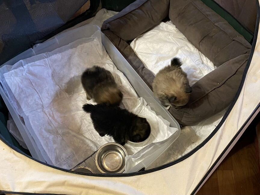 Шпицы Мини Помы РКФ