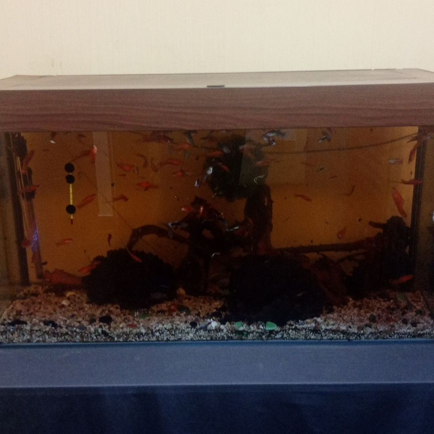 Ручные рыбки   аквариум 300 литроа