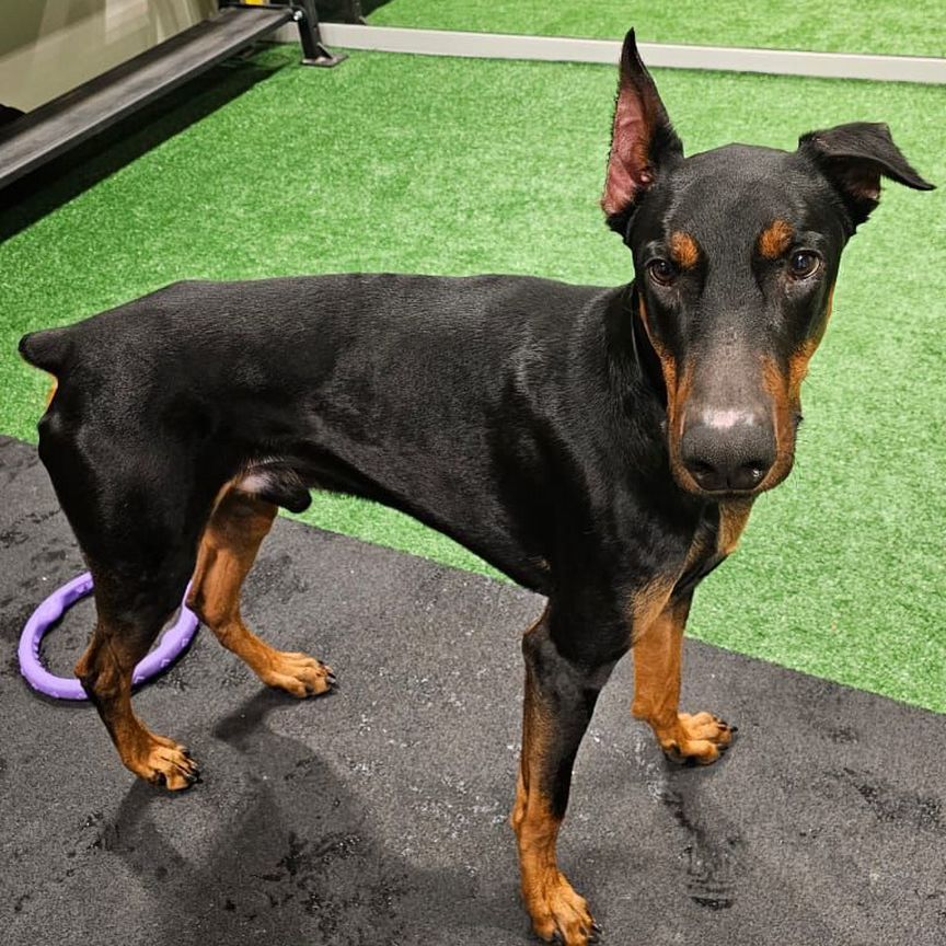 Доберман Блейд в дар