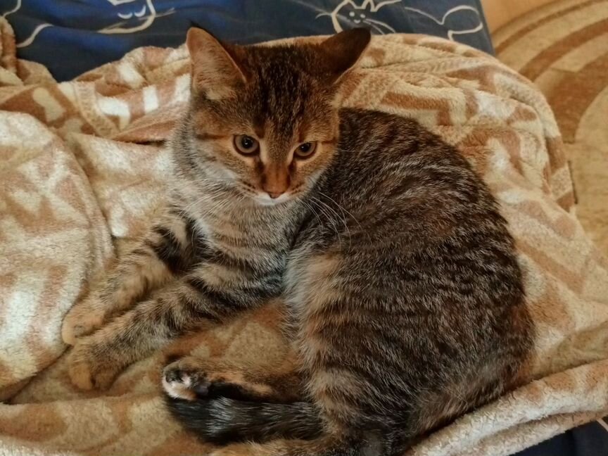 Котята в добрые и заботливые руки