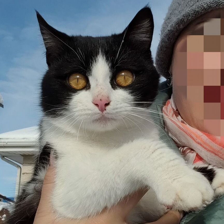 Котенок антистресс