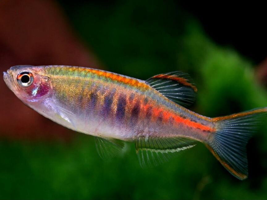 Данио Хопра (Danio choprae)