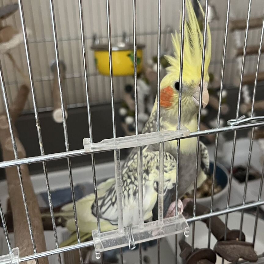 Попугай корелла