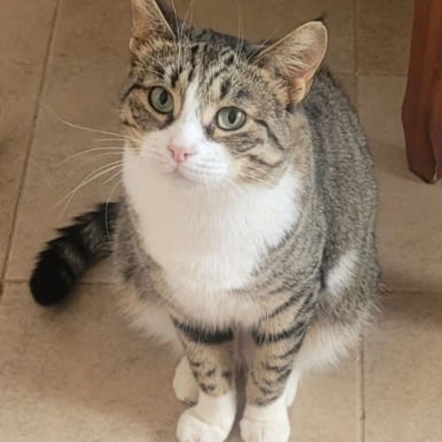 Кошка