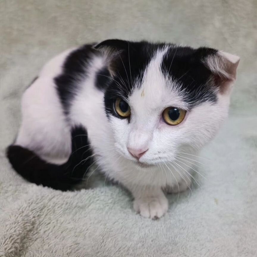 Британский котенок девочка в добрые руки