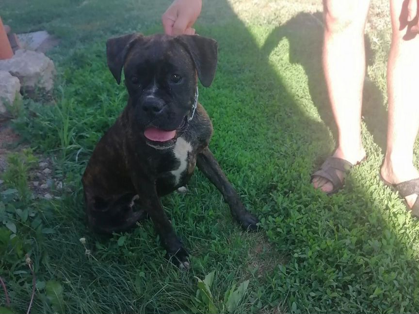 Немецкий боксер