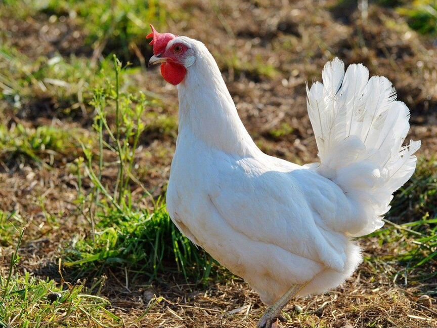 Куры несушки с доставкой