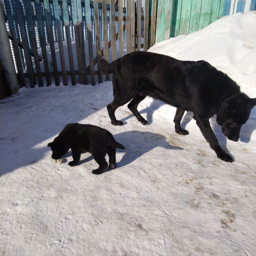 Продам щенка, восточно-европейской породы