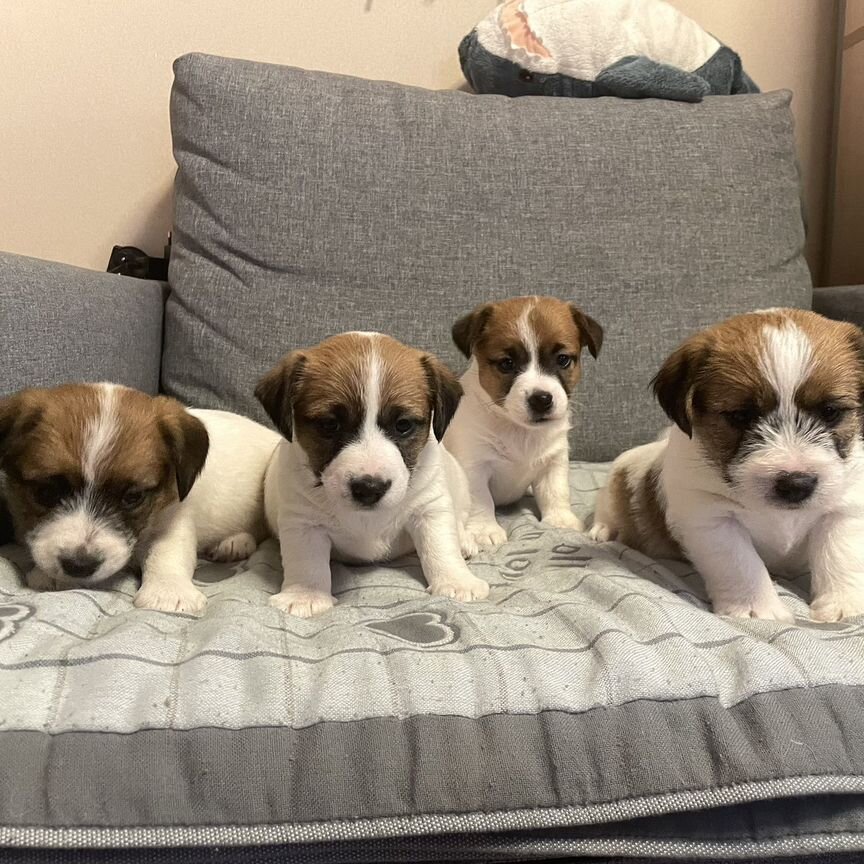 Щенки джек рассел терьер с документами