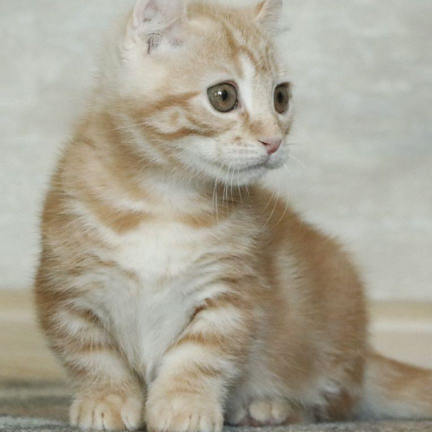 Манчкин котёнок