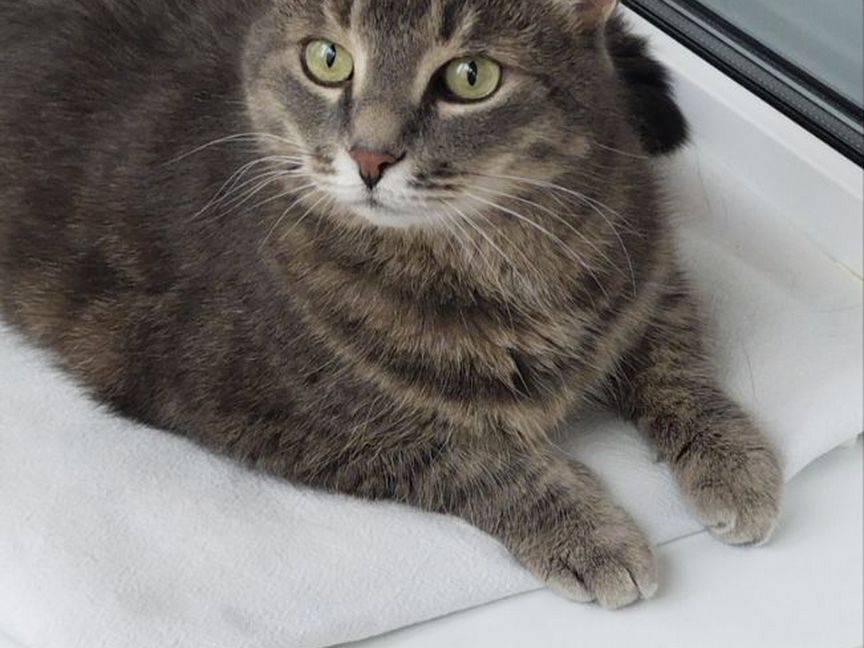 Кот ищет дом