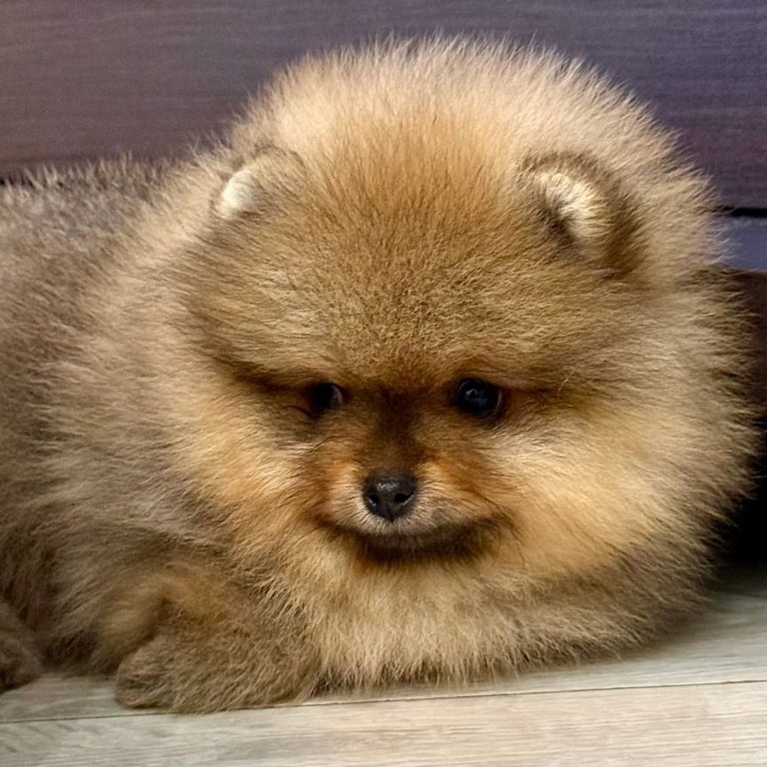 Померанский шпиц, щенок
