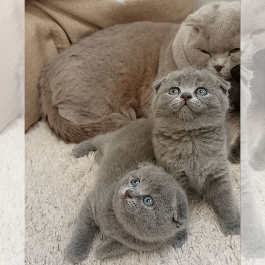 Шотландский вислоухий короткошёрстный котёнок