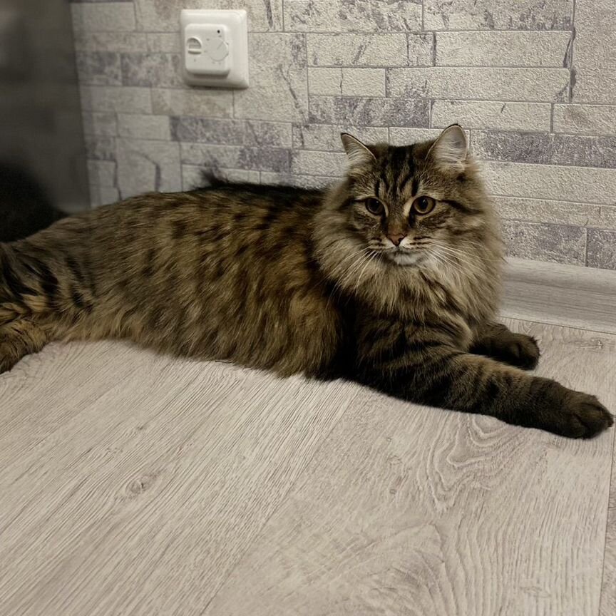 Отдам кошечку Эльзу в добрые руки