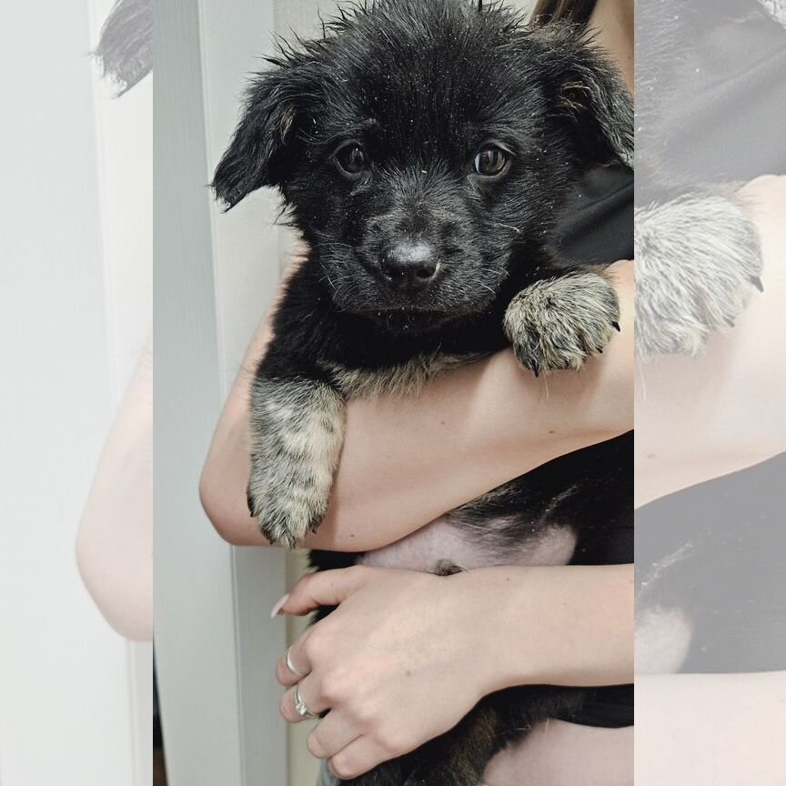 Щенок в добрые руки