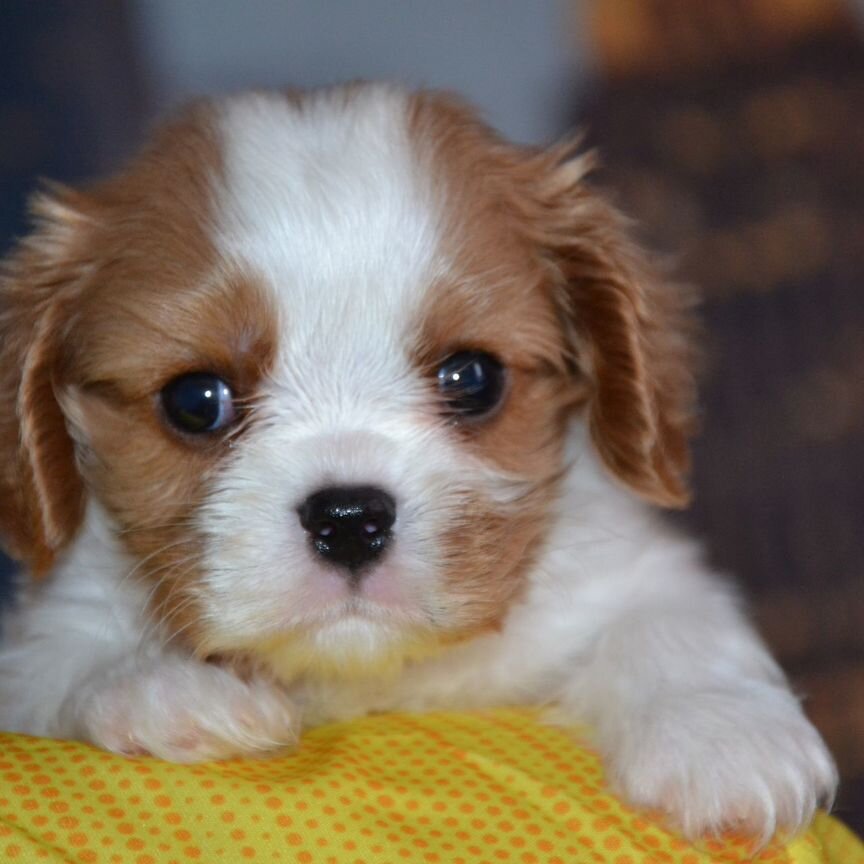 Мальчик кавалер кинг РКФ