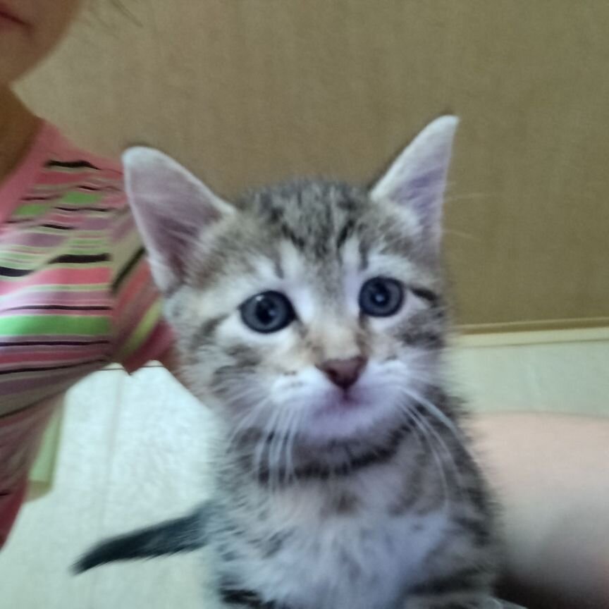 Очень необычная кошечка