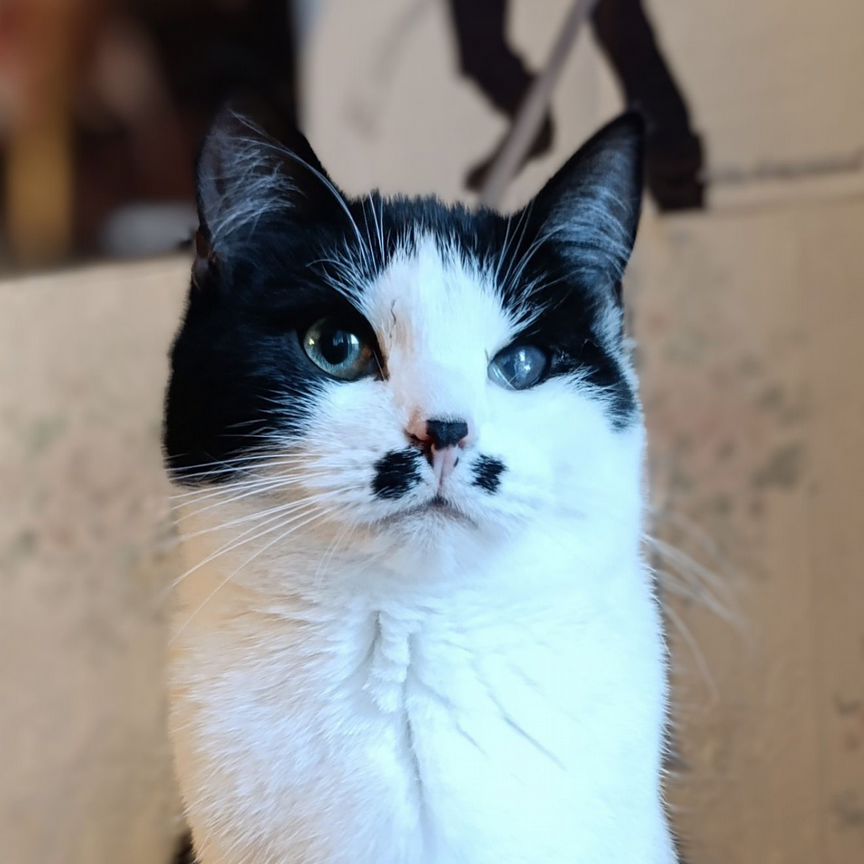 Котенок из приюта