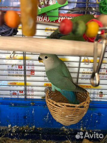 Попугай неразлучники