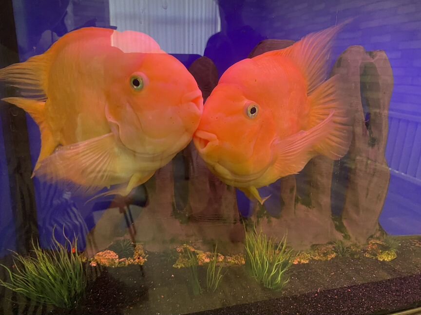 Рыба Попугай