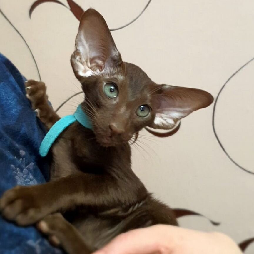 Ориентальные котята экстрим