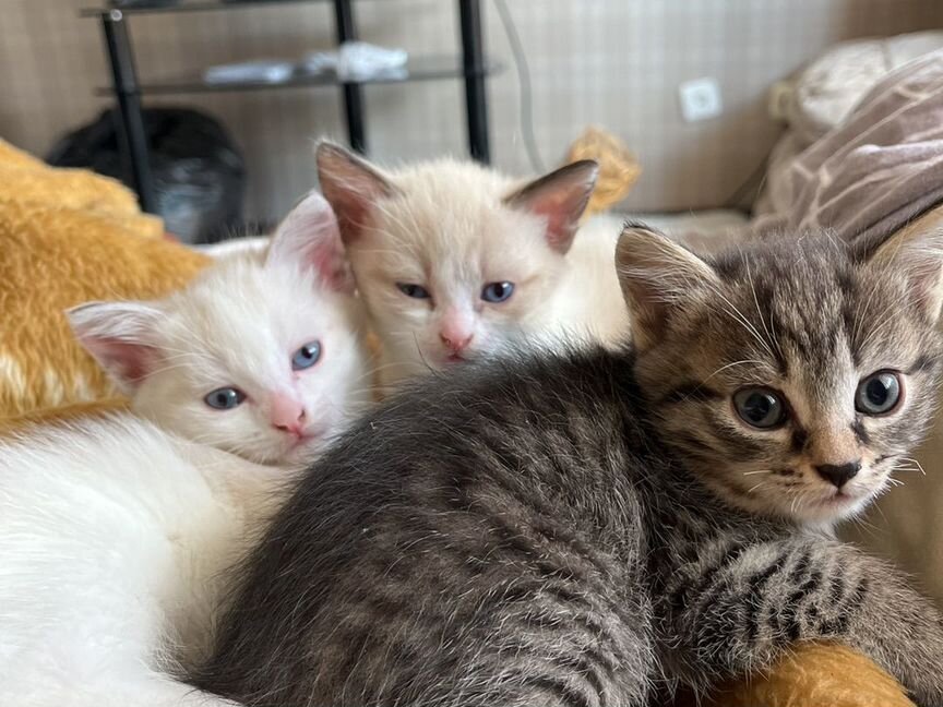 Котята в добрые руки