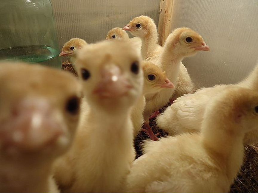 Индюшата Биг 6.Хайбрид Конвертер На Март