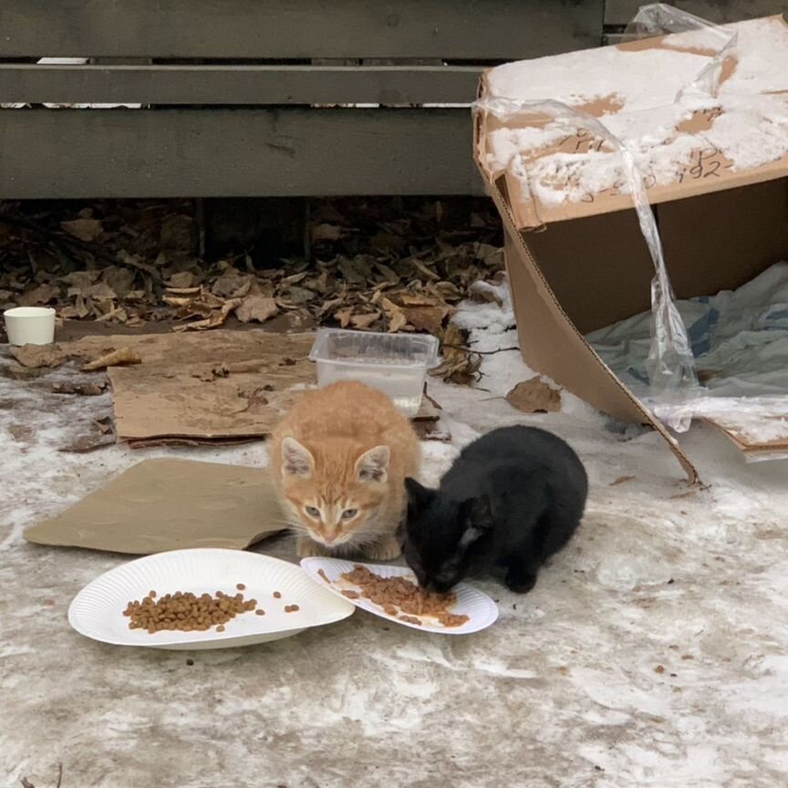 Котята в добрые руки на счастье