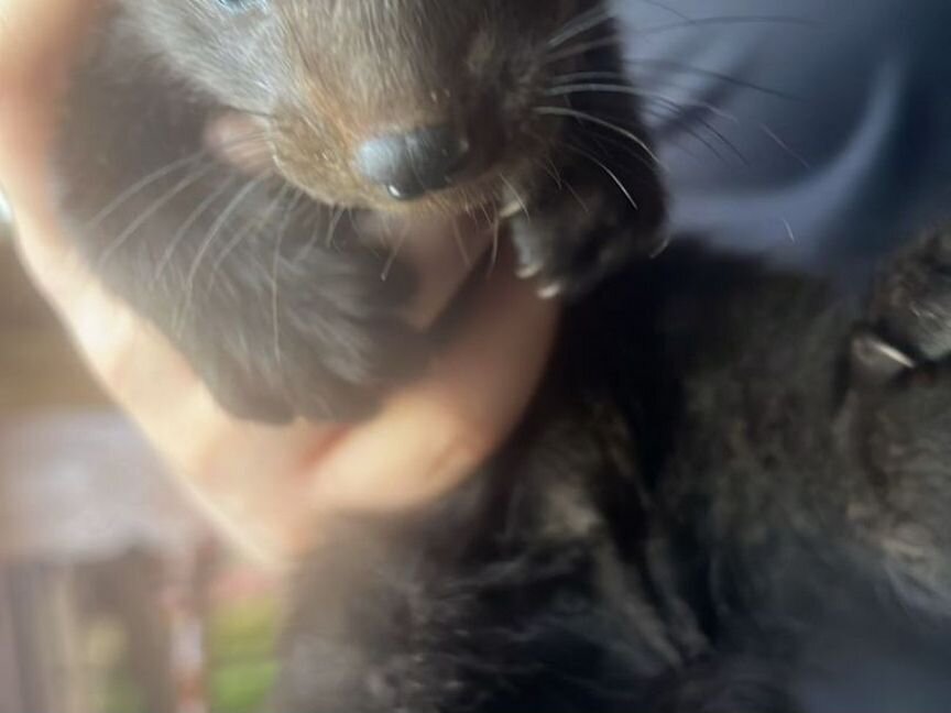 Соболь, норки, хорьки, лисы